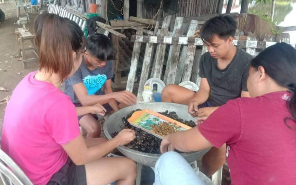 INVASIVE CHARRU MUSSEL (Mytella charruana) meat and shell: An excellent ...