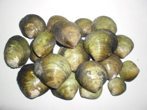 Lukan as a New Aquaculture Species | Pangasinan State University ...