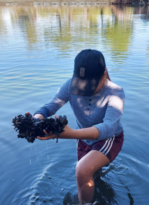 INVASIVE CHARRU MUSSEL (Mytella charruana) meat and shell: An excellent ...