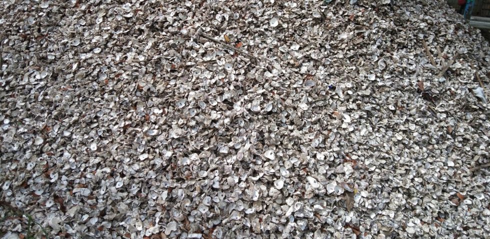 Waste from Discarded Oyster Shells: A Promising Raw Material for Lime ...